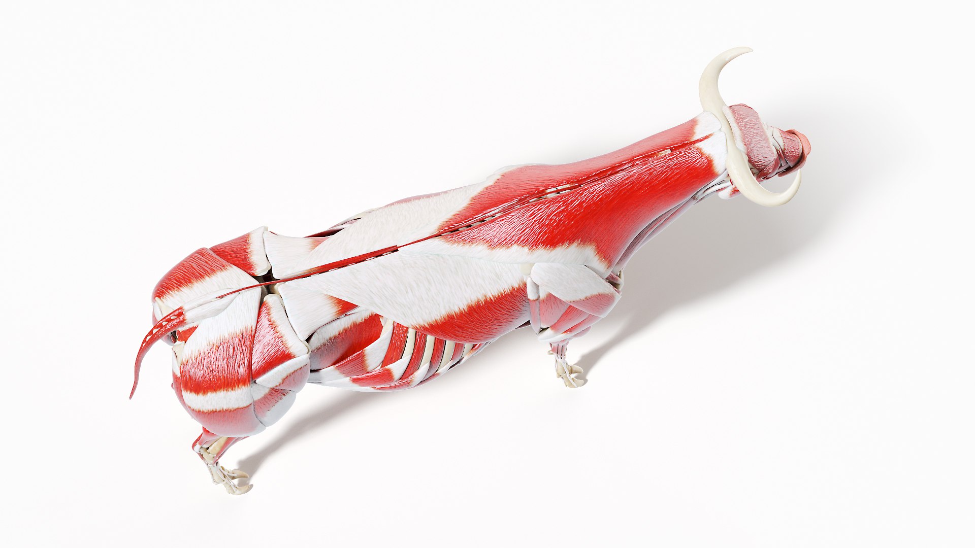 Bull Body, Skeleton and Muscles Static 3D model - TurboSquid 1723845