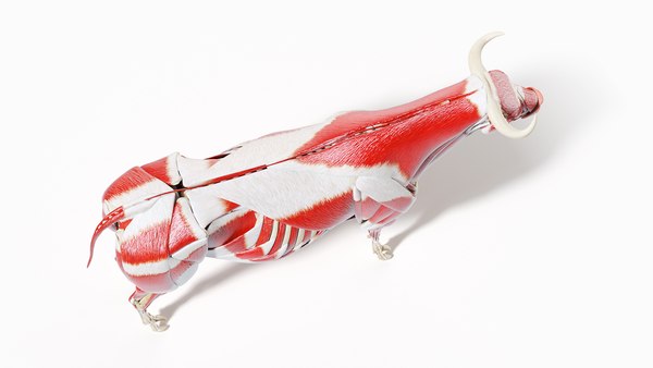 Bull Body, Skeleton and Muscles Static 3D model - TurboSquid 1723845