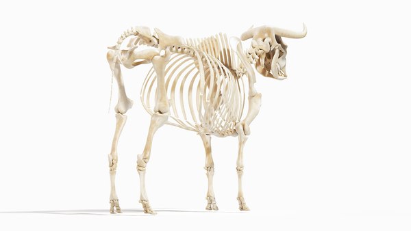 modelo 3d Cuerpo de toro, esqueleto y músculos estáticos - TurboSquid ...