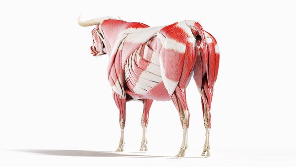 Bull Body, Skeleton and Muscles Static 3D model - TurboSquid 1723845