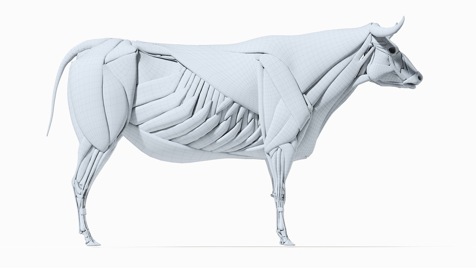 Bull Body, Skeleton and Muscles Static 3D model - TurboSquid 1723845