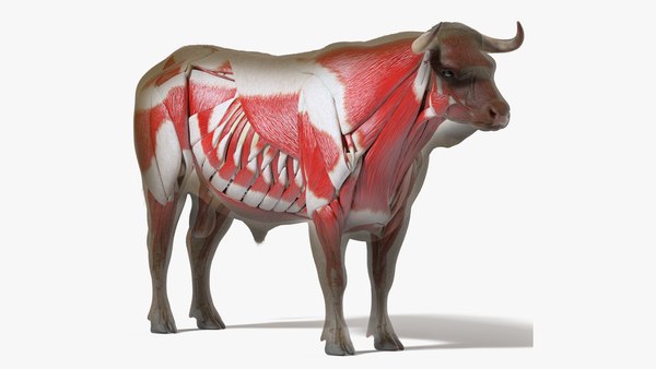 modelo 3d Cuerpo de toro, esqueleto y músculos estáticos - TurboSquid ...