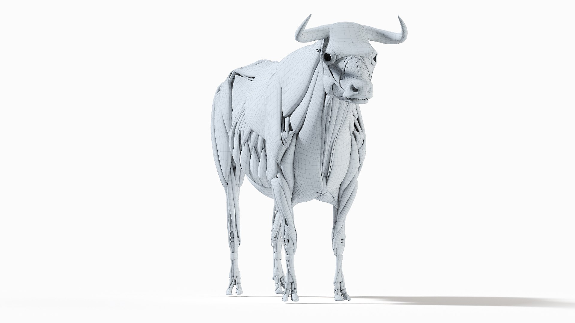Bull Body, Skeleton and Muscles Static 3D model - TurboSquid 1723845