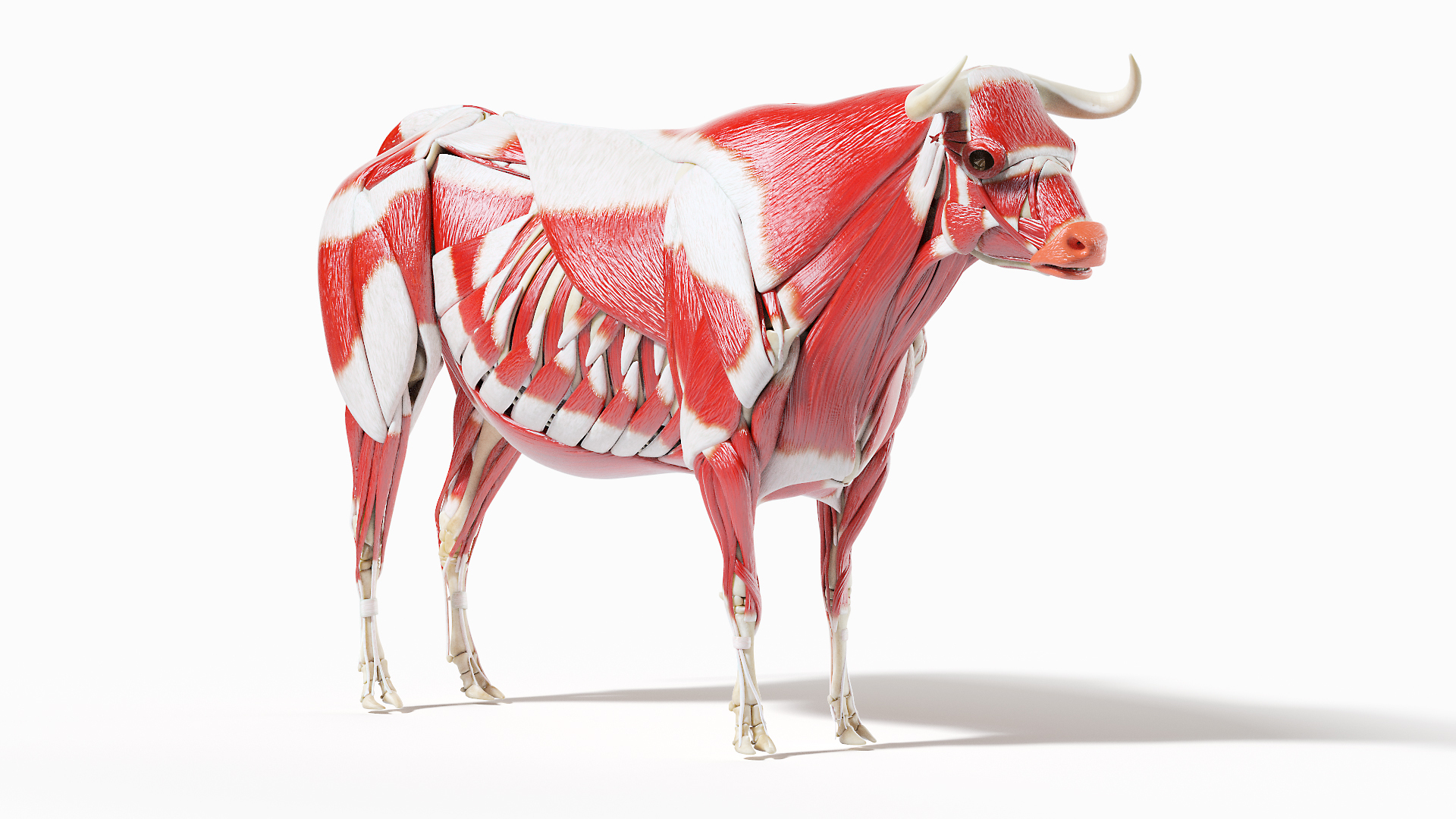 Bull Body, Skeleton and Muscles Static 3D model - TurboSquid 1723845