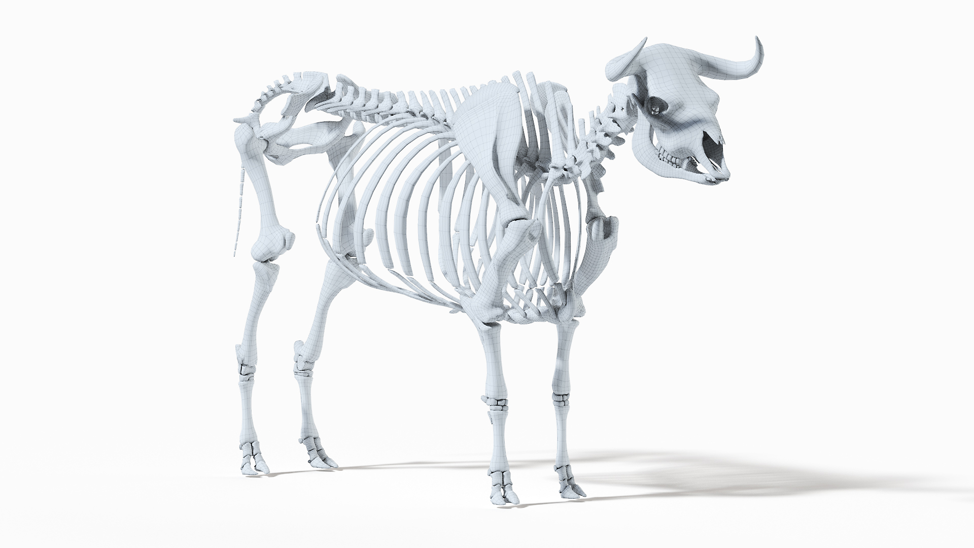 Bull Body, Skeleton and Muscles Static 3D model - TurboSquid 1723845