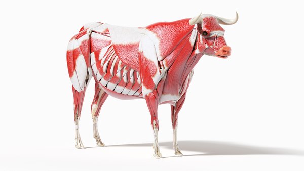 modelo 3d Cuerpo de toro, esqueleto y músculos estáticos - TurboSquid ...
