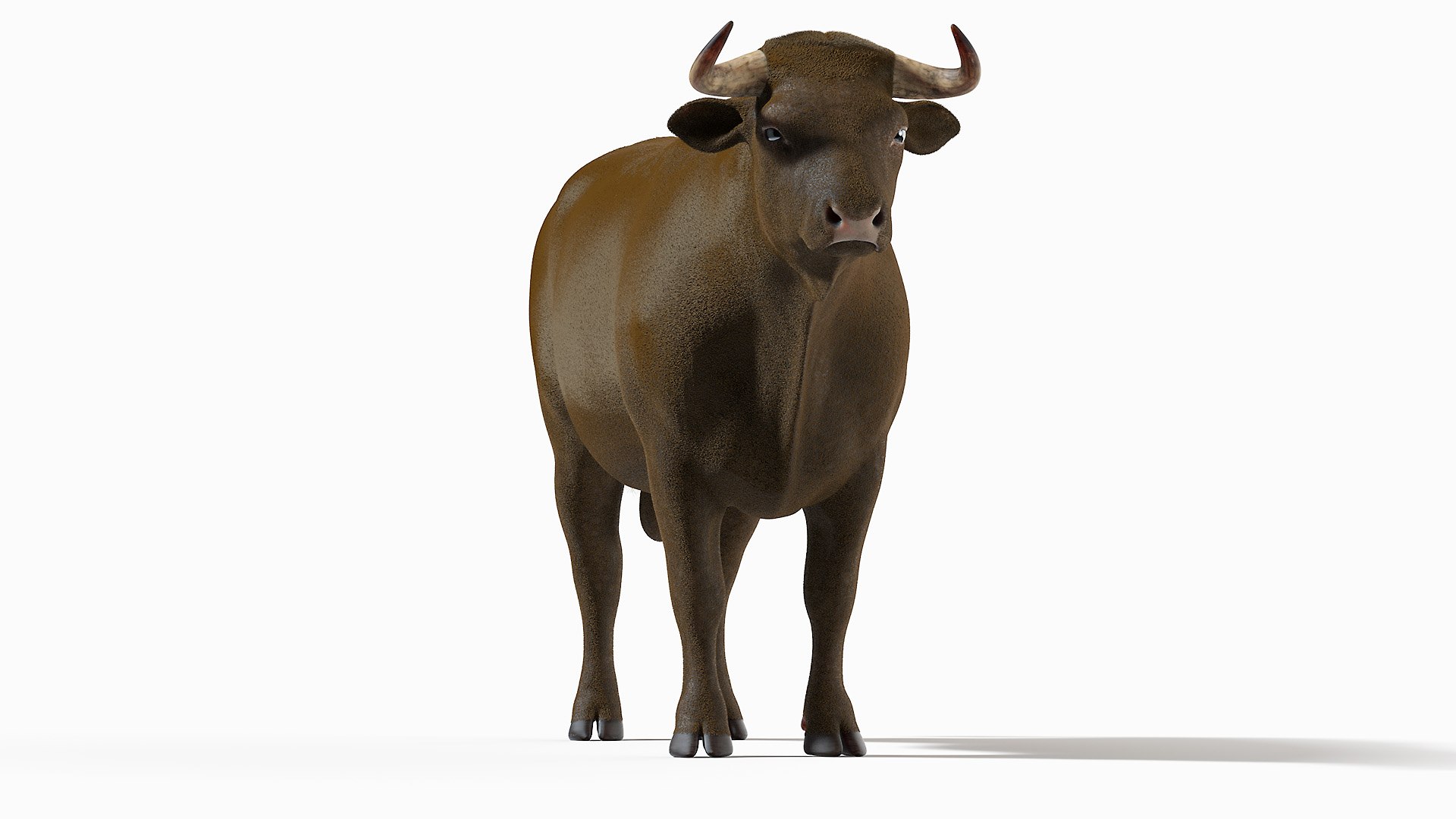 Bull Body, Skeleton and Muscles Static 3D model - TurboSquid 1723845