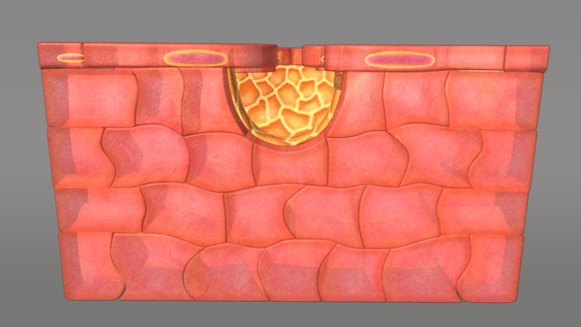 3d Model G Multicellular Epithelium