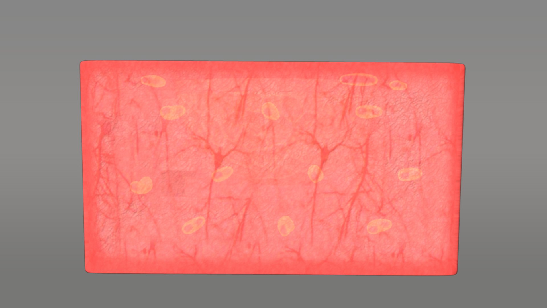 3d Model G Multicellular Epithelium