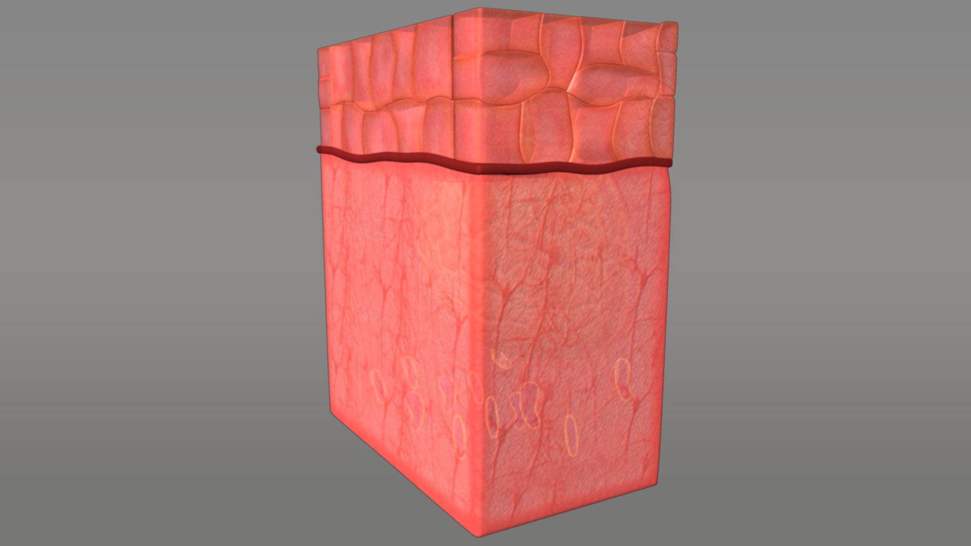 3d Model G Multicellular Epithelium