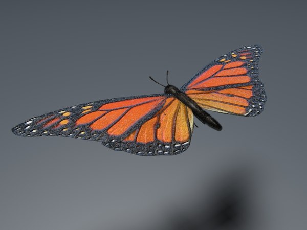 3d blue butterfly model