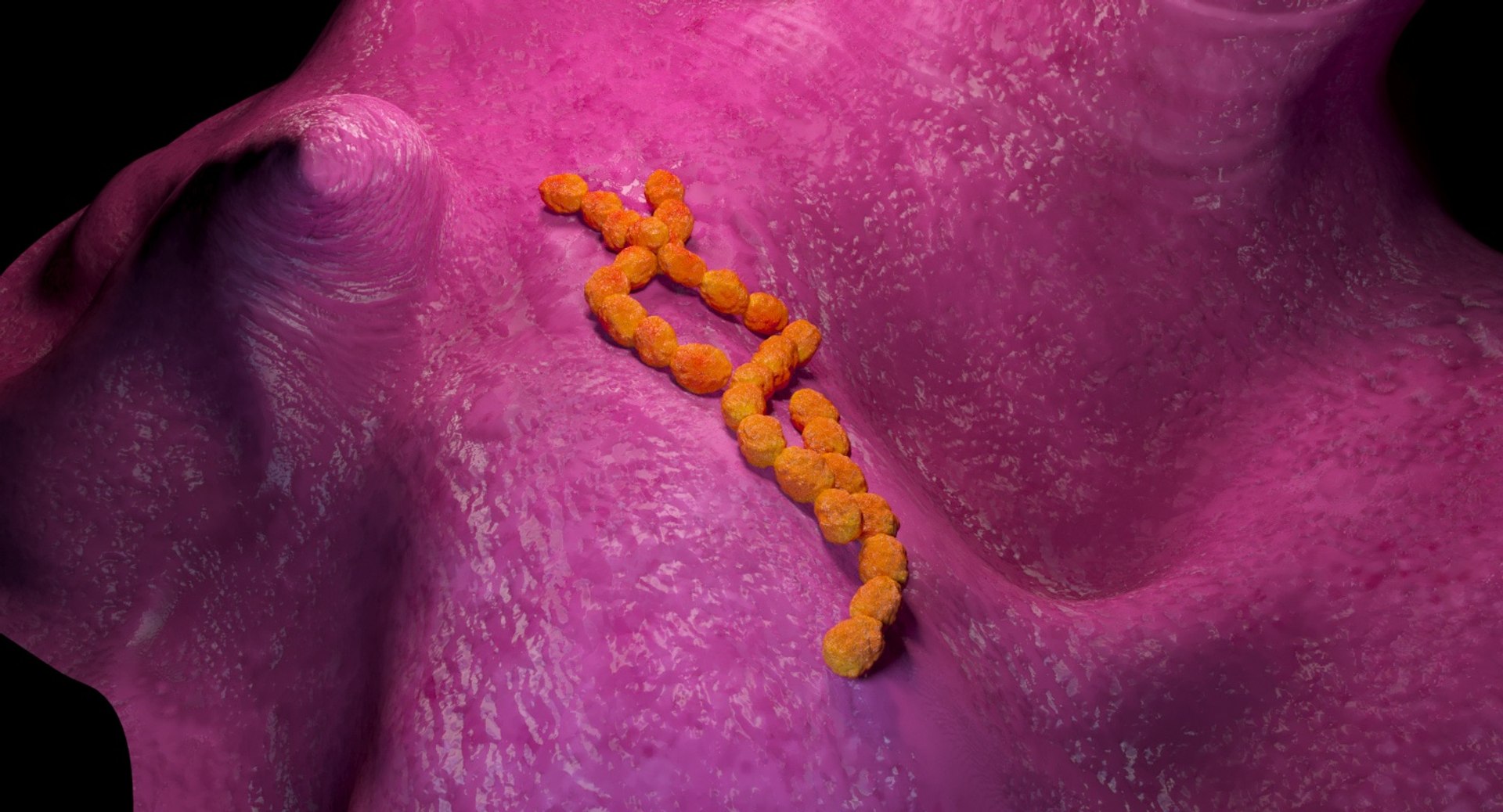 Streptococcus 3D Model - TurboSquid 1324262