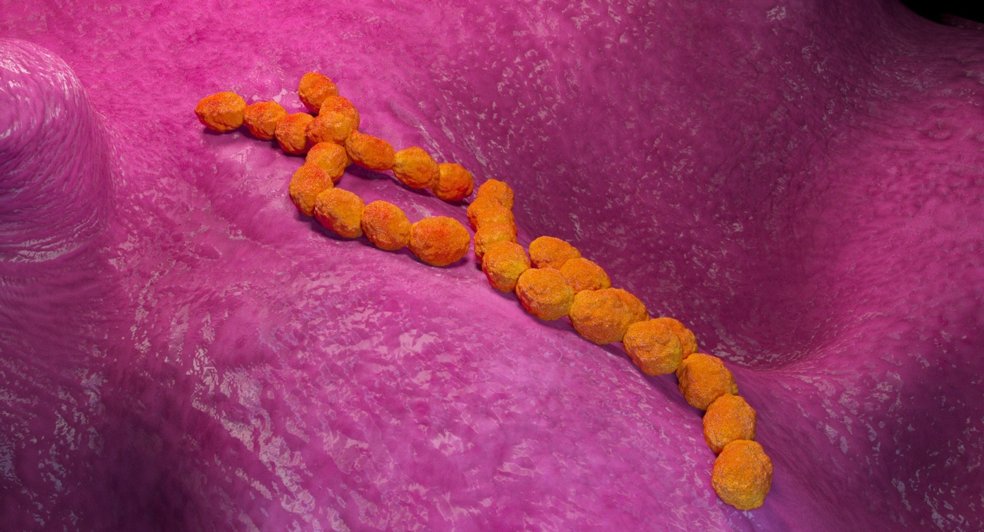 Streptococcus 3D Model - TurboSquid 1324262