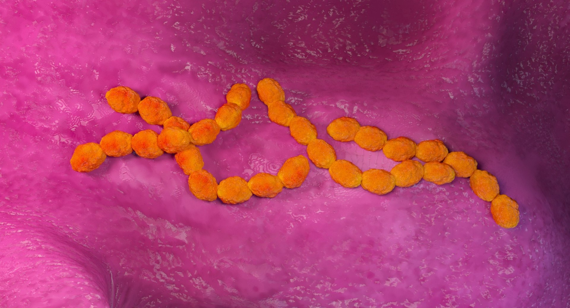 Streptococcus 3D Model - TurboSquid 1324262