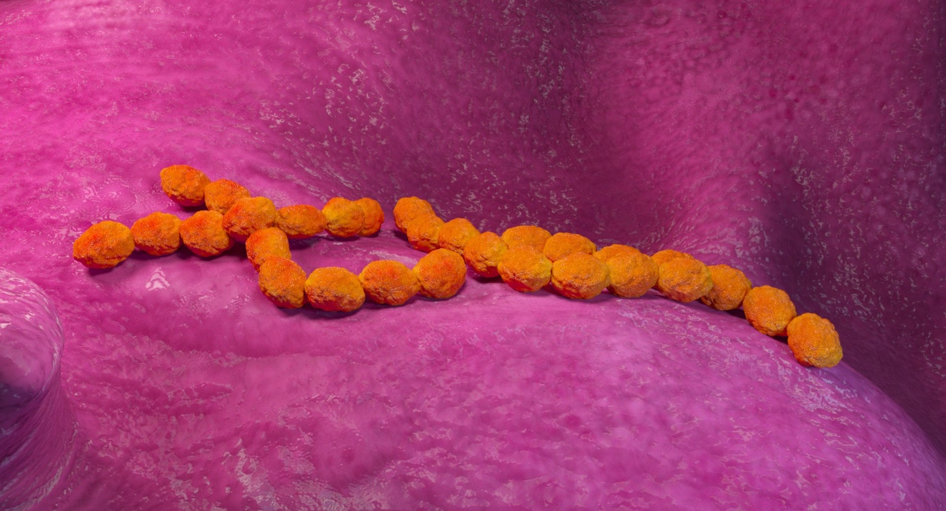 Streptococcus 3D Model - TurboSquid 1324262