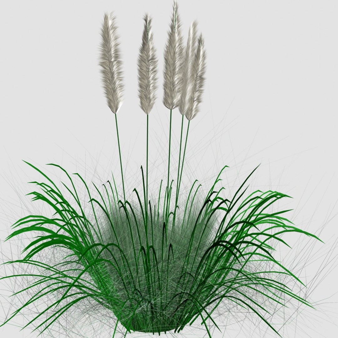 3D ornamental tall grass model | 1147289 | TurboSquid