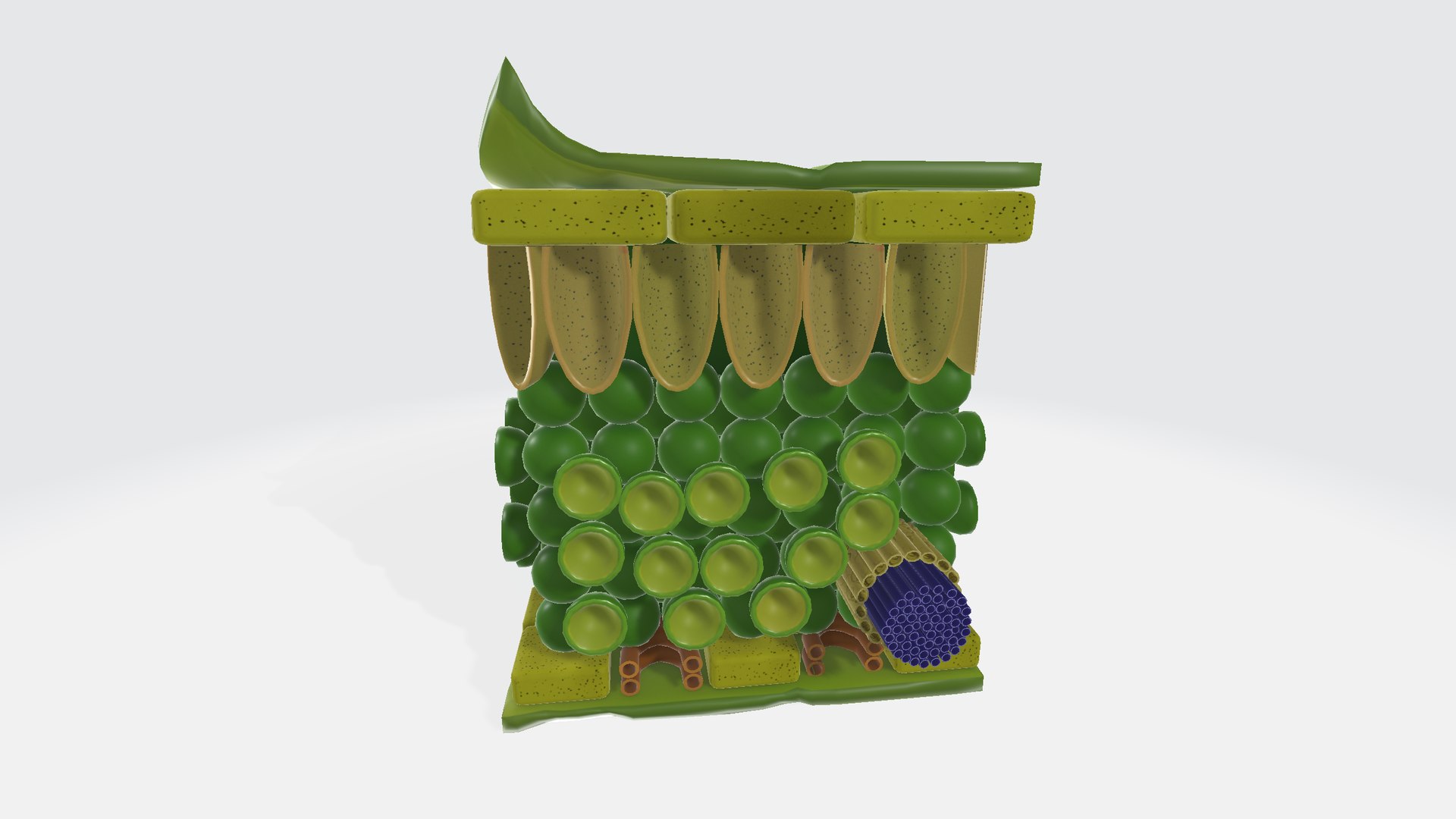 3D Plant Structure - TurboSquid 2420966