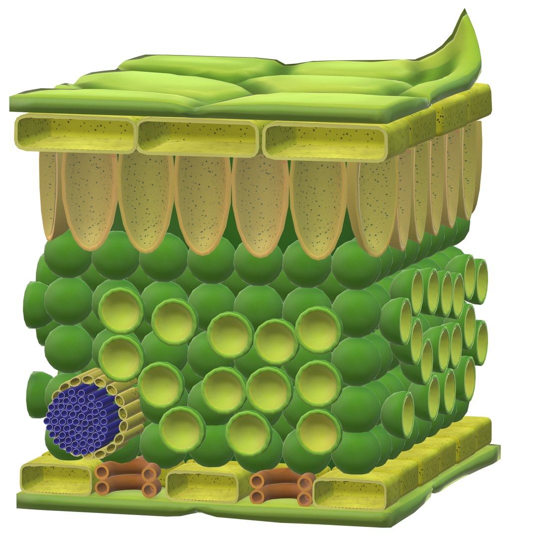 3D Plant Structure - TurboSquid 2420966