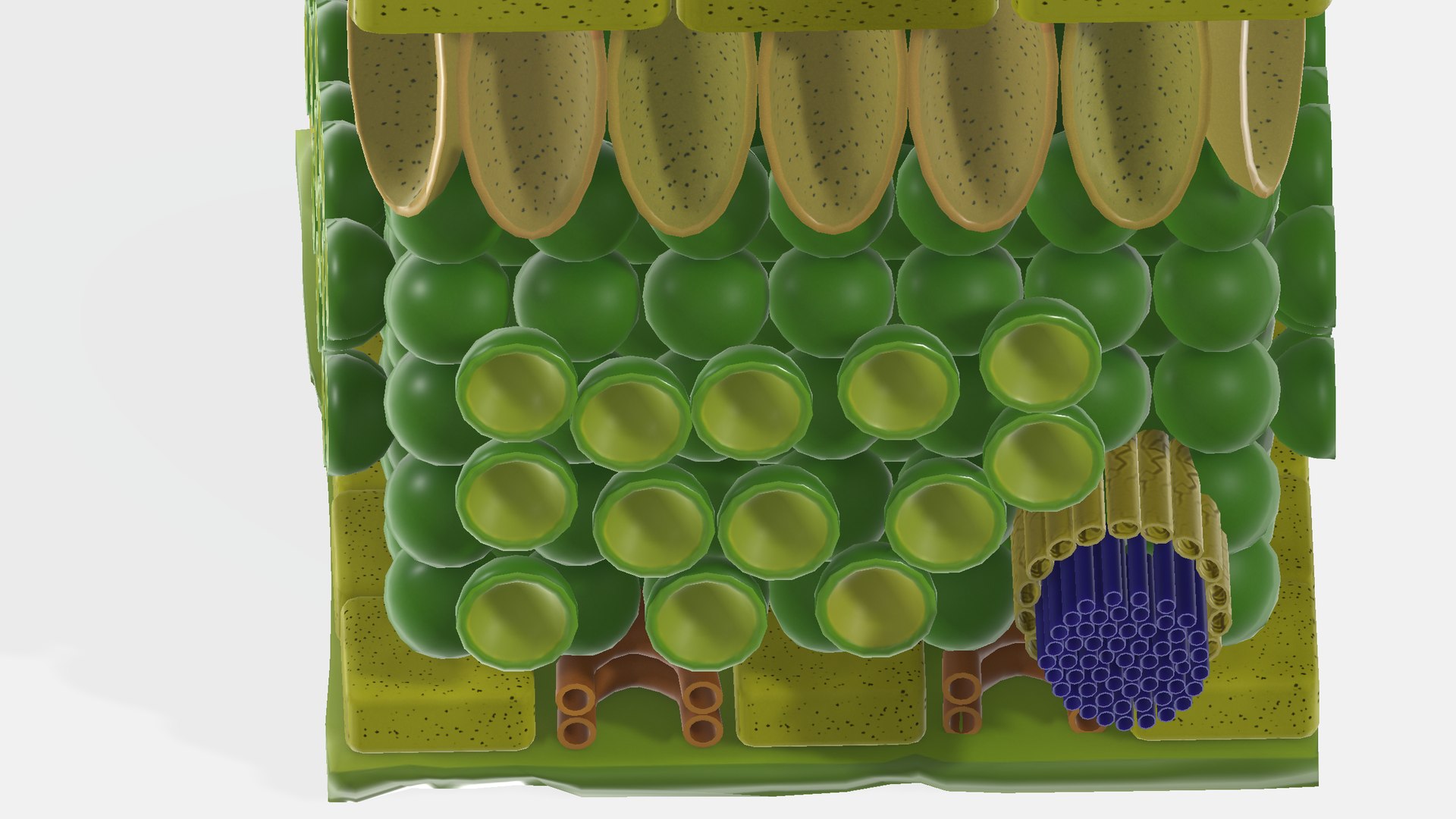 3D Plant Structure - TurboSquid 2420966