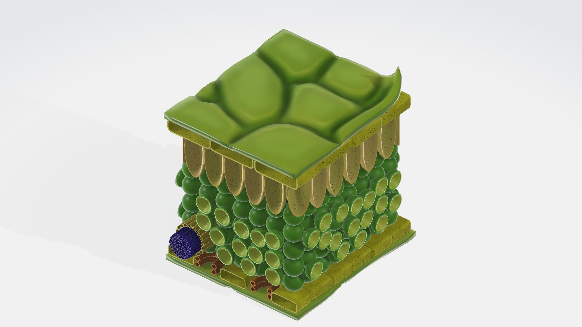 3D Plant Structure - TurboSquid 2420966