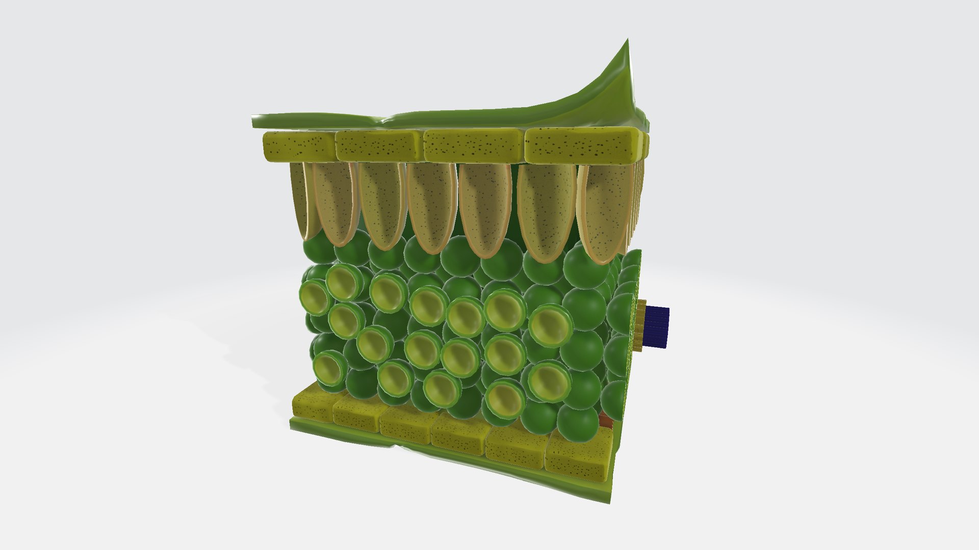 3D Plant Structure - TurboSquid 2420966