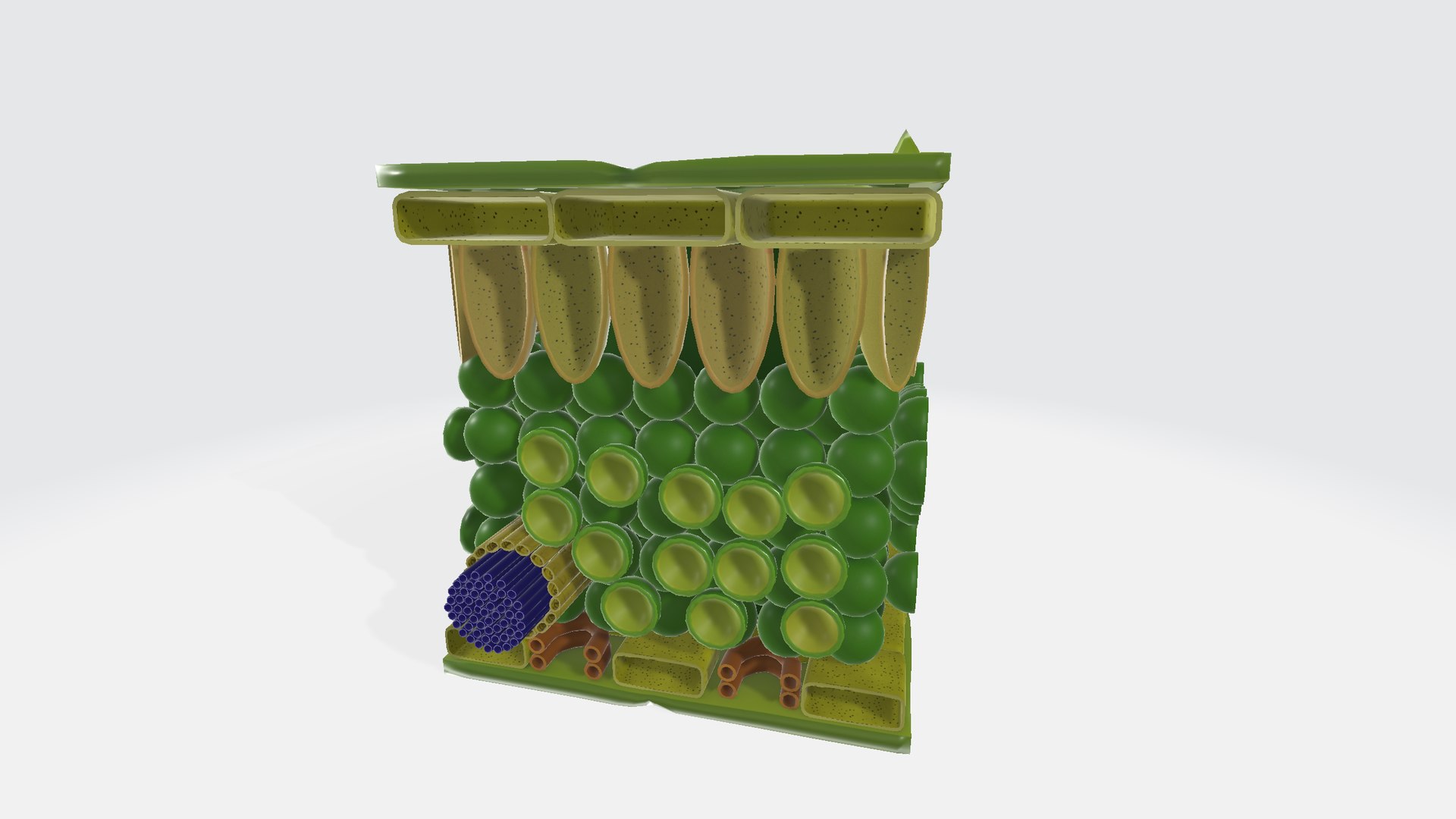 3D Plant Structure - TurboSquid 2420966