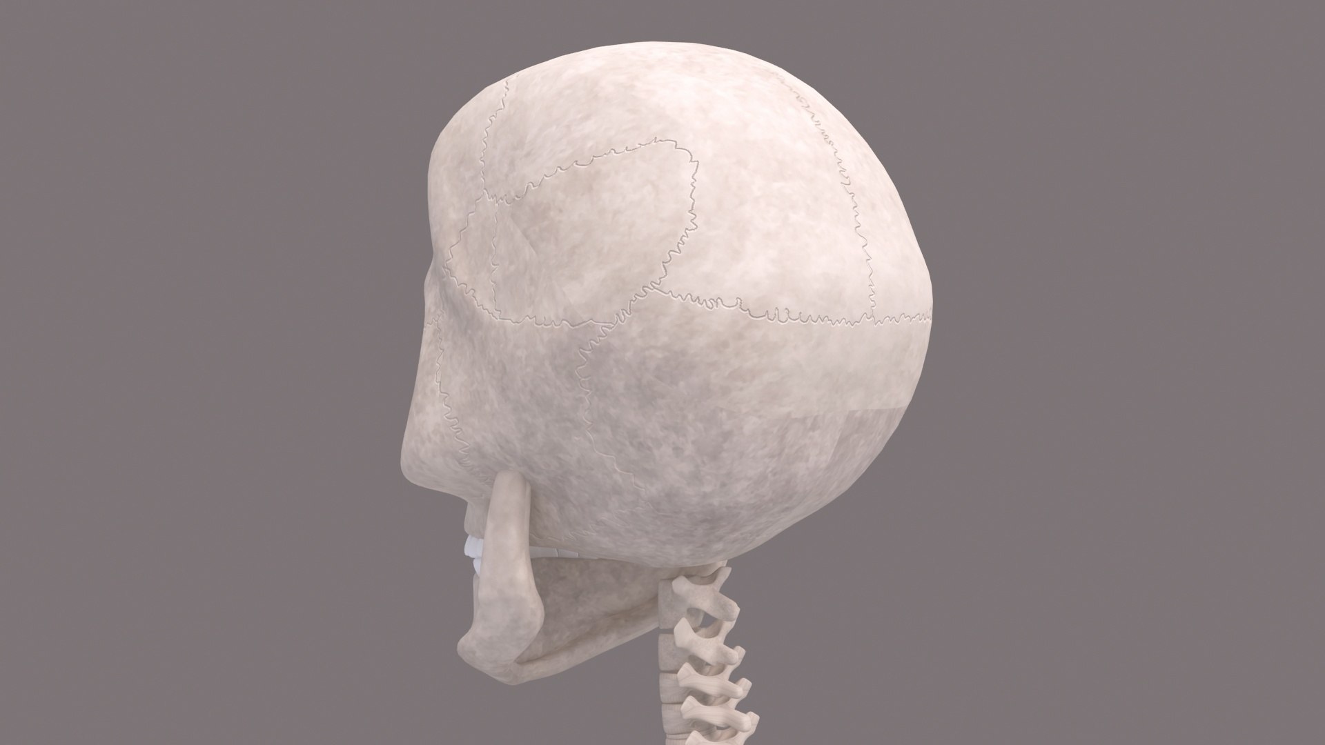 Cartoon Human Skeleton And Male Character Model - TurboSquid 1758319