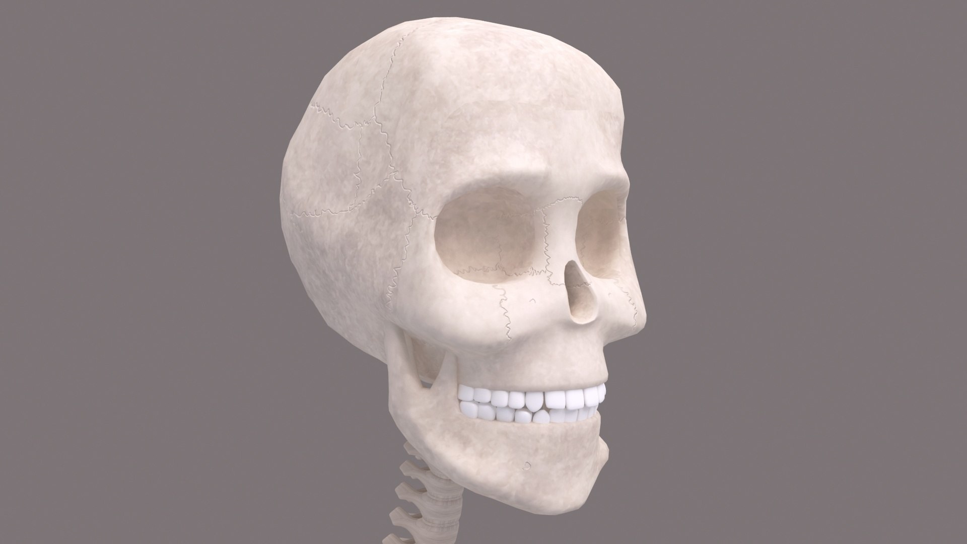 Cartoon Human Skeleton And Male Character Model - TurboSquid 1758319