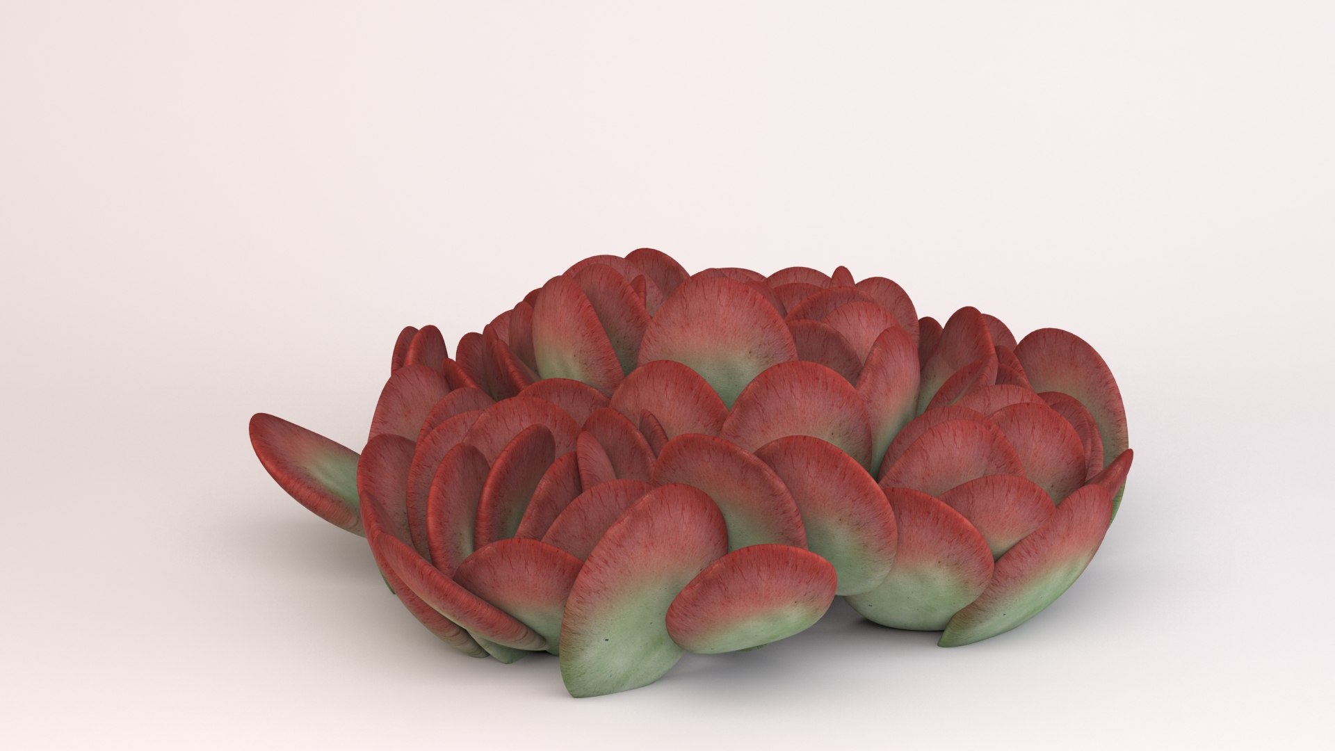 3D Succulent Pig S Ear Model - TurboSquid 1626788