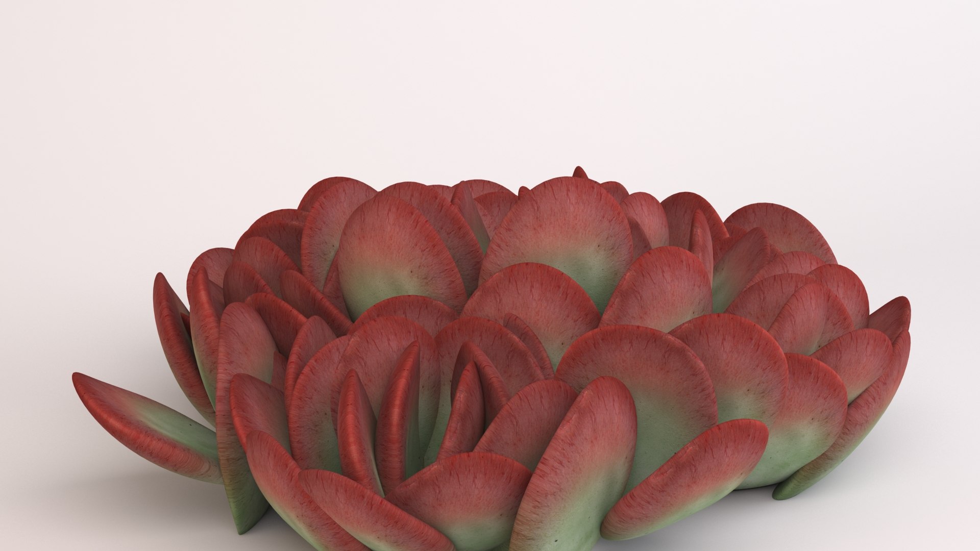 3D Succulent Pig S Ear Model - TurboSquid 1626788