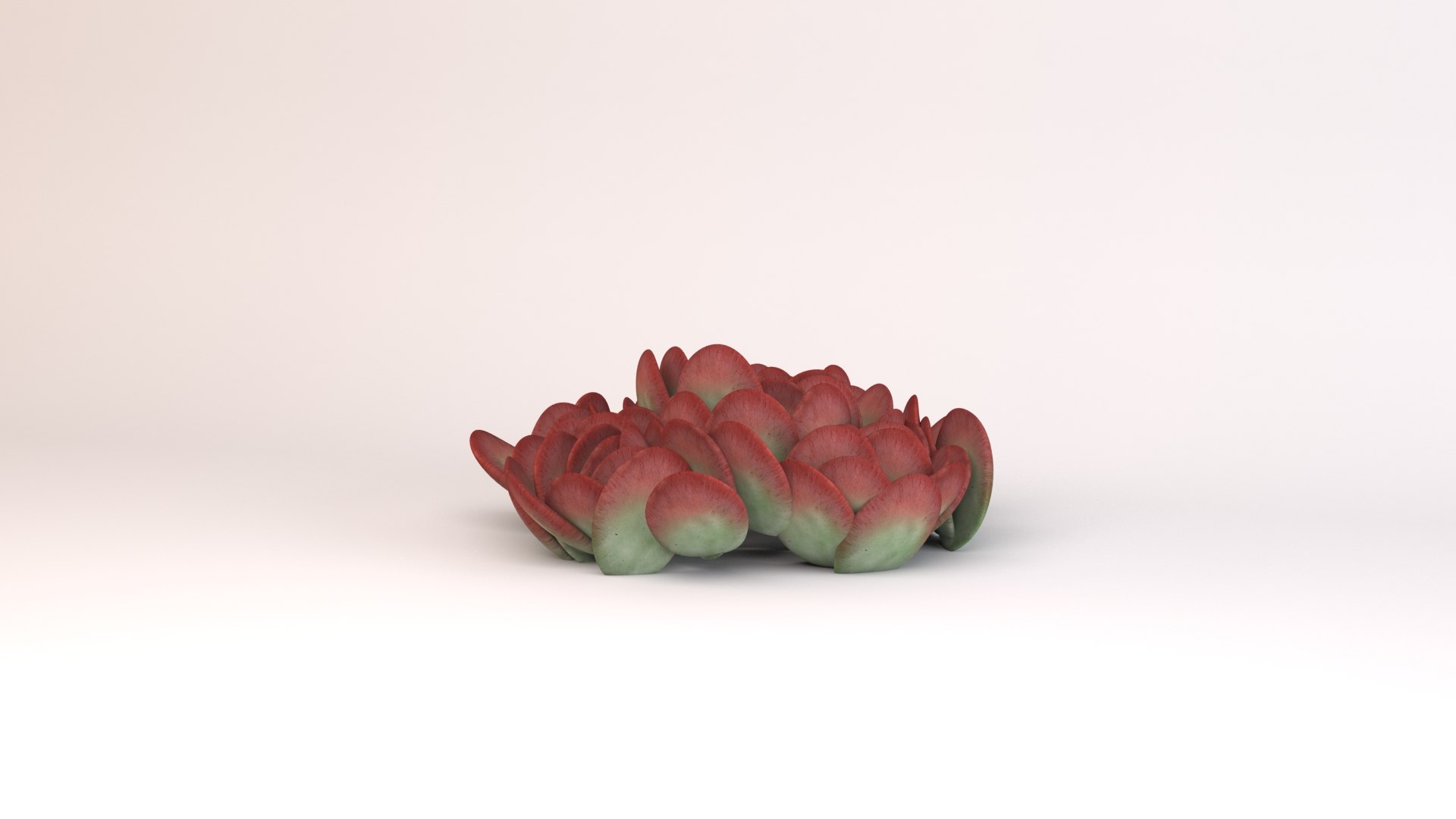 3D Succulent Pig S Ear Model - TurboSquid 1626788