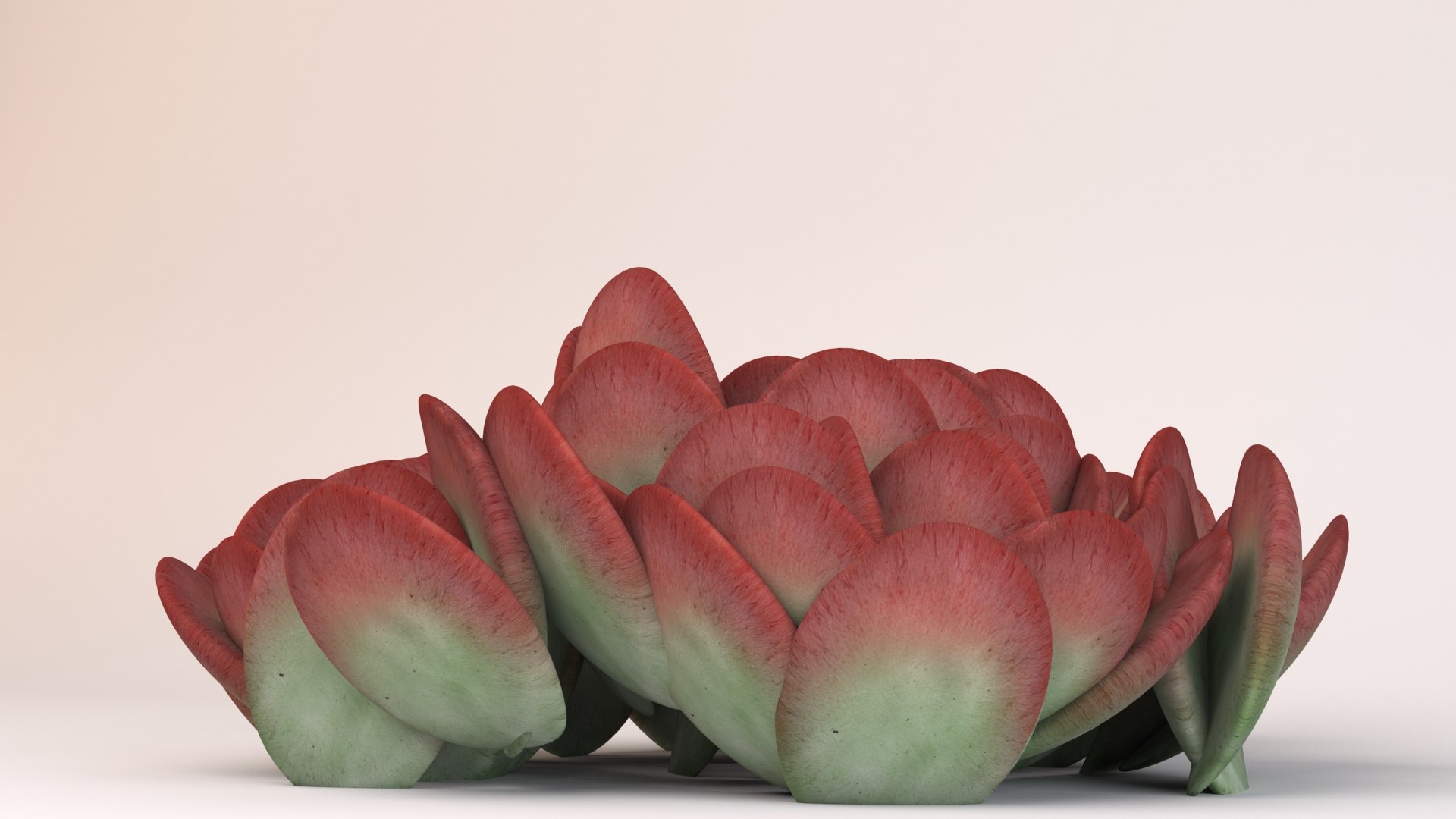 3D Succulent Pig S Ear Model - TurboSquid 1626788