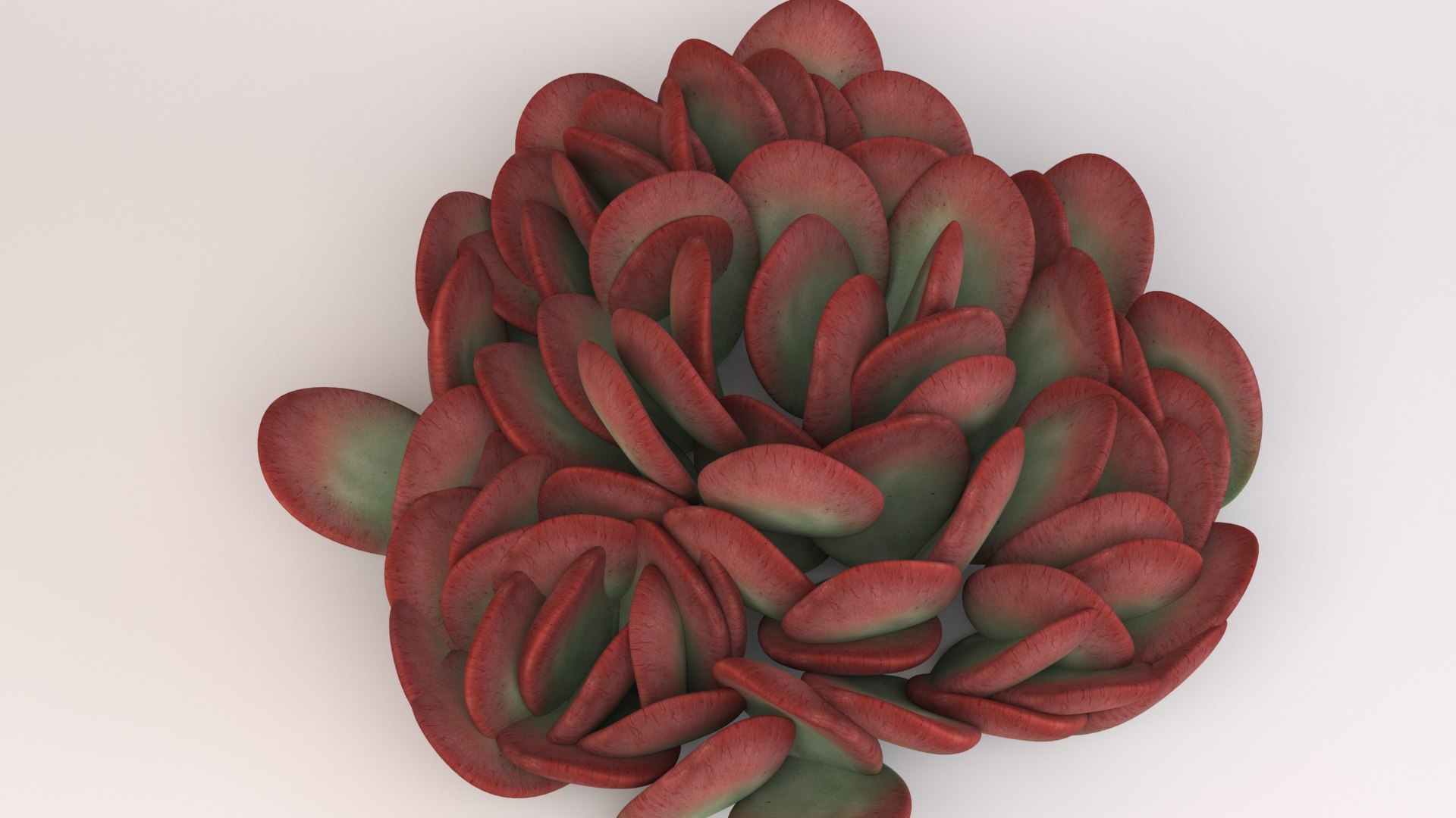 3D Succulent Pig S Ear Model - TurboSquid 1626788