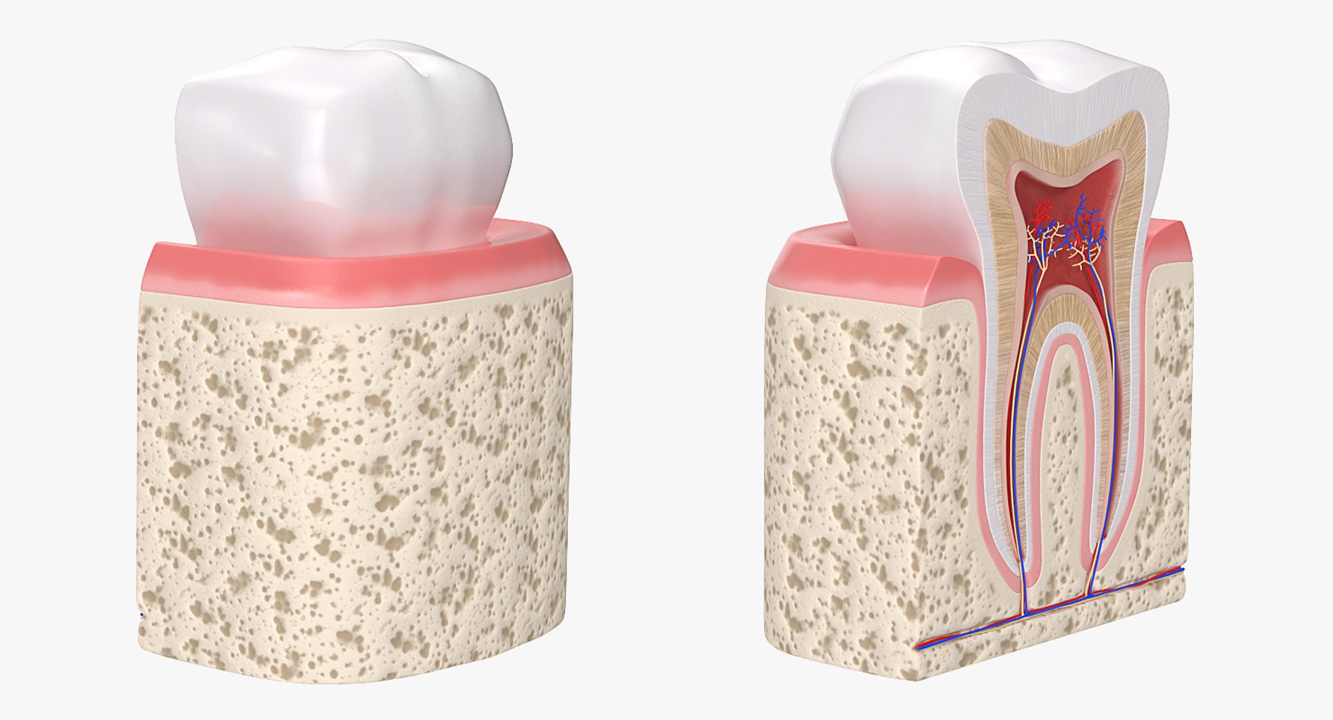 Human Tooth Anatomy Model - TurboSquid 1230174
