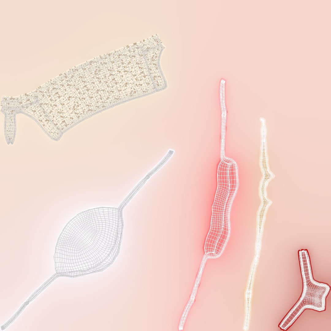 Human Tooth Anatomy Model - TurboSquid 1230174