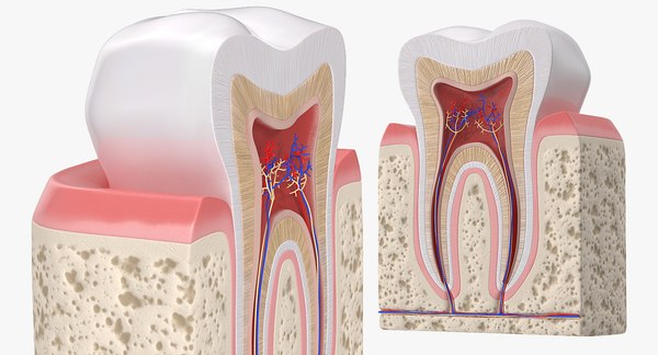 Human tooth anatomy model - TurboSquid 1230174