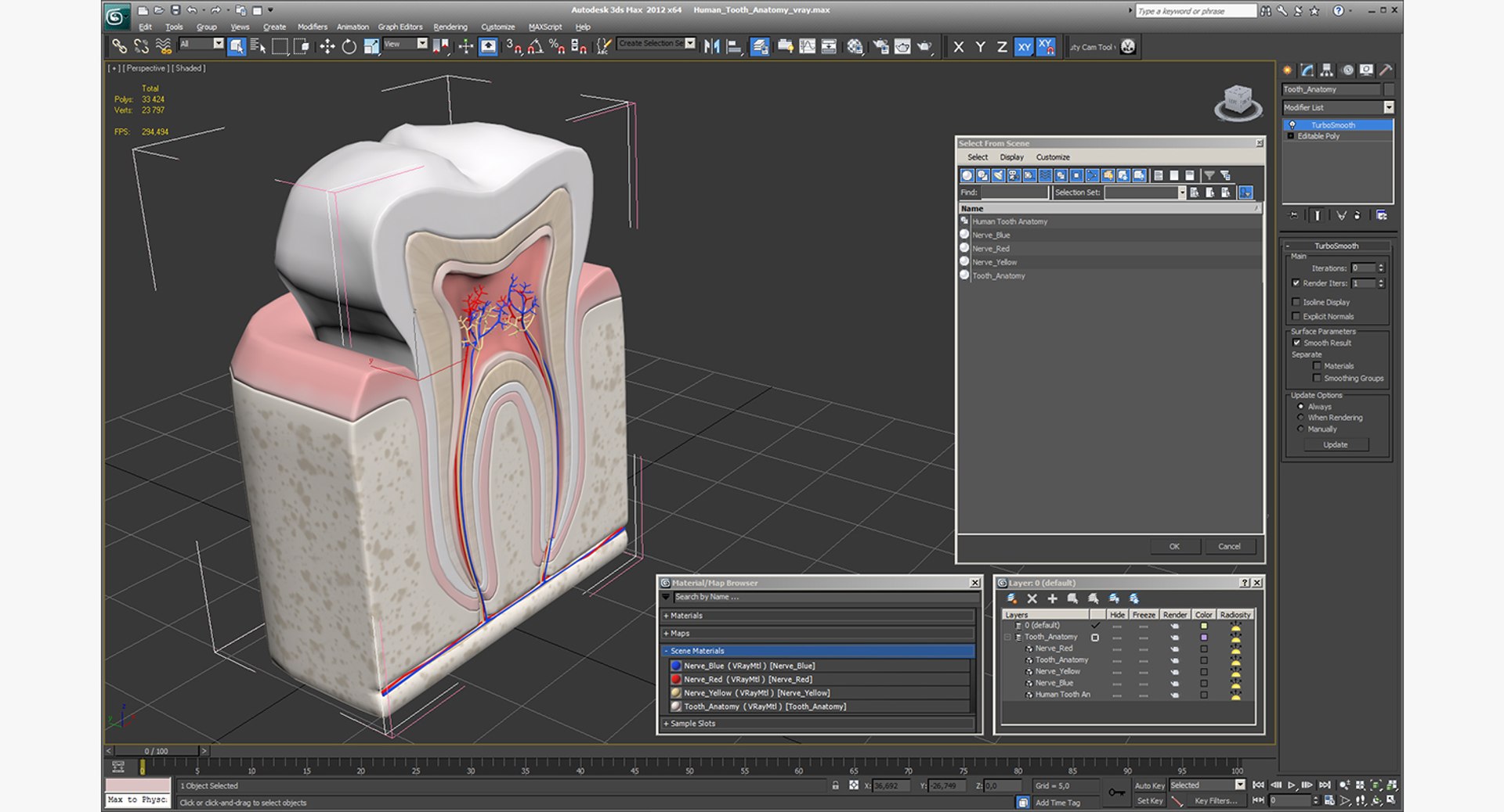 Human Tooth Anatomy Model - TurboSquid 1230174