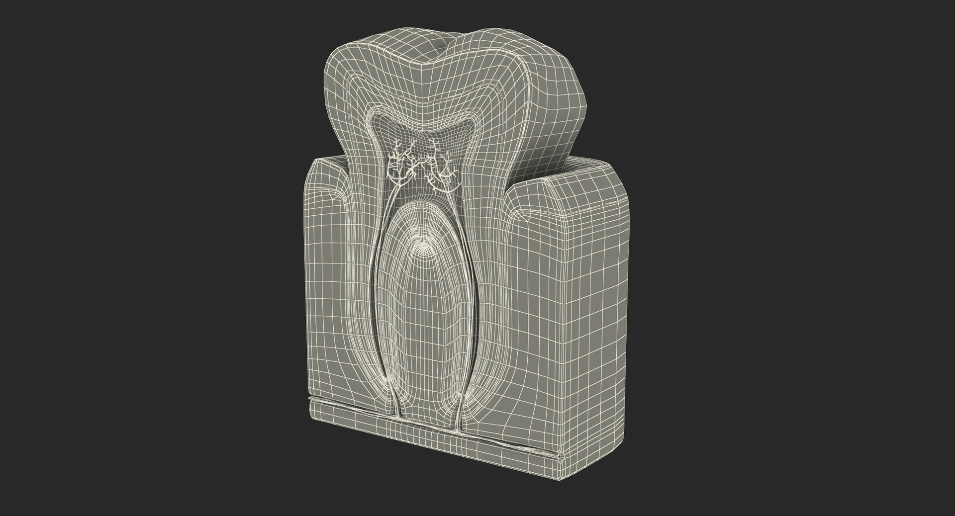 Human Tooth Anatomy Model - TurboSquid 1230174