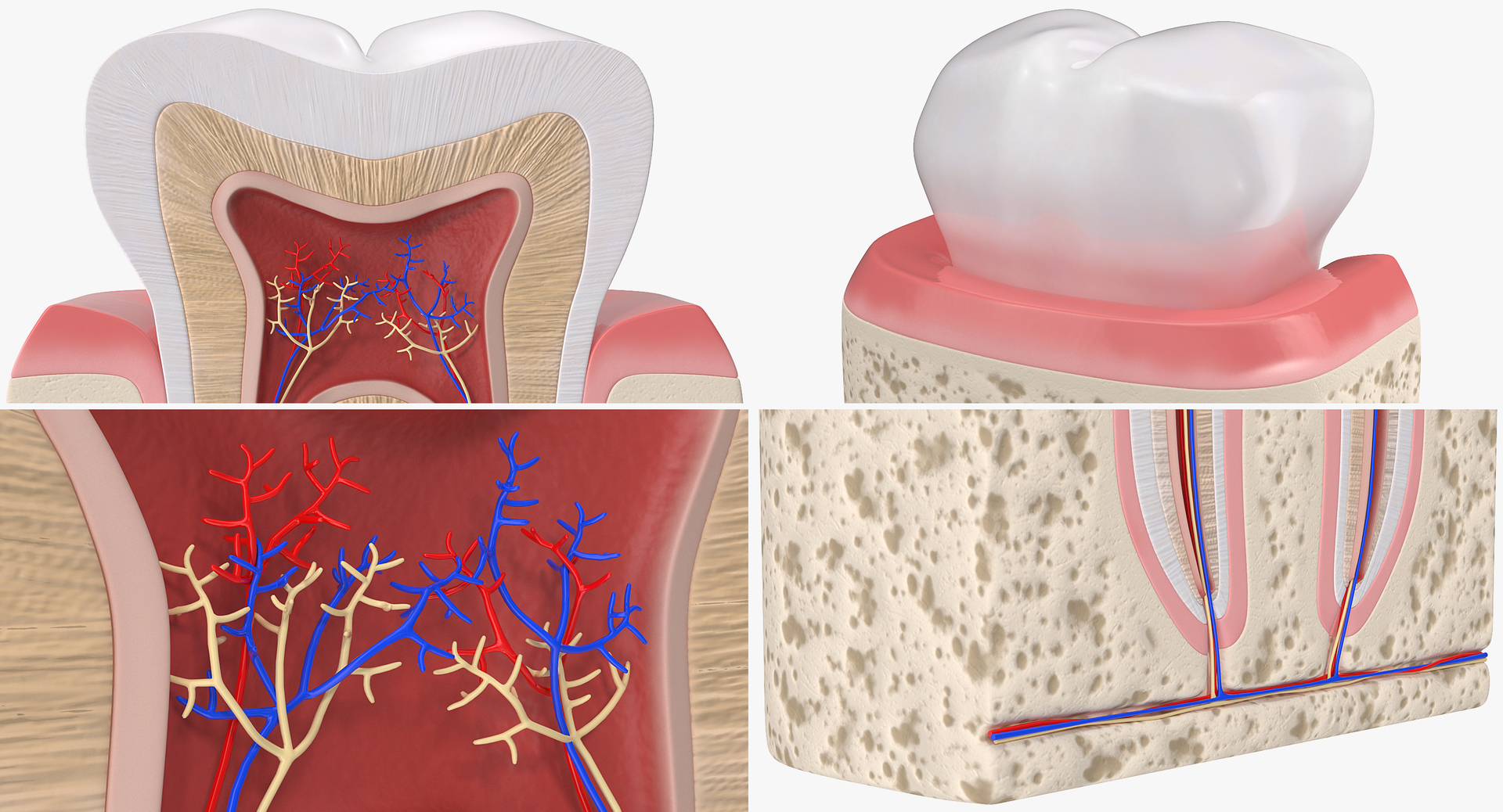 Human tooth anatomy model - TurboSquid 1230174