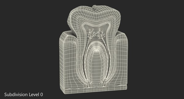 Human tooth anatomy model - TurboSquid 1230174