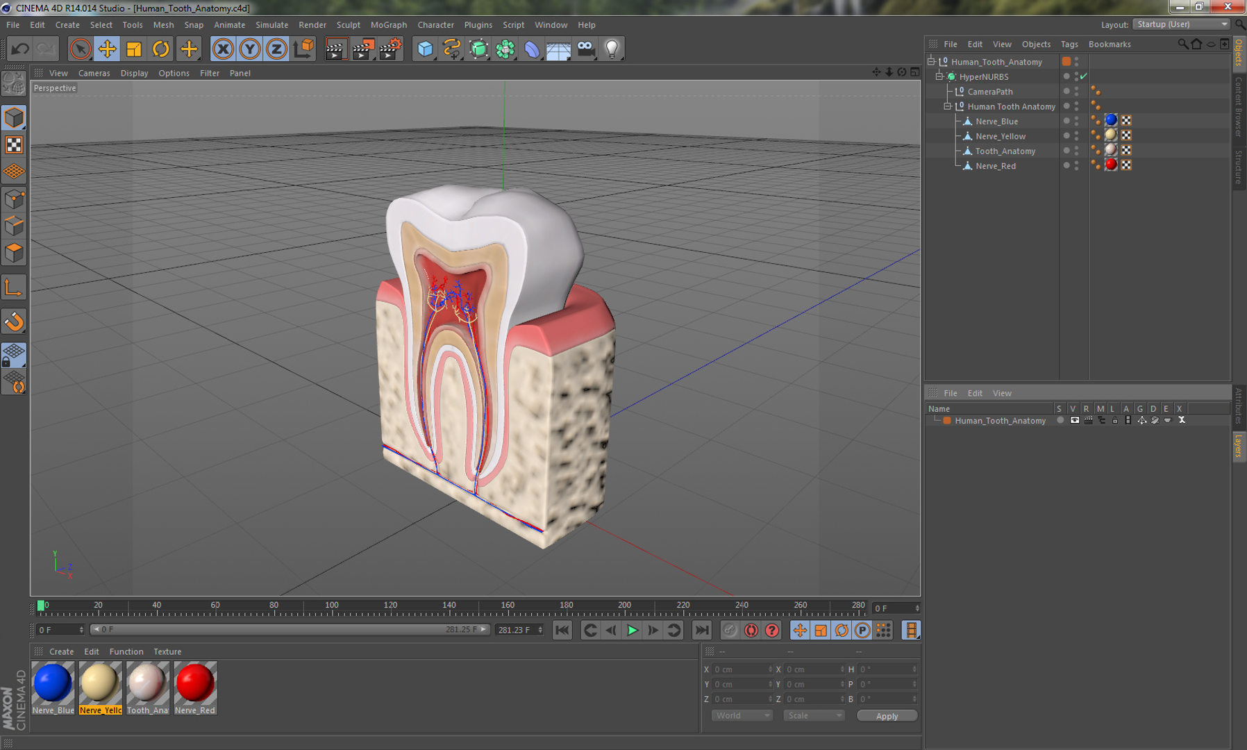 Human tooth anatomy model - TurboSquid 1230174