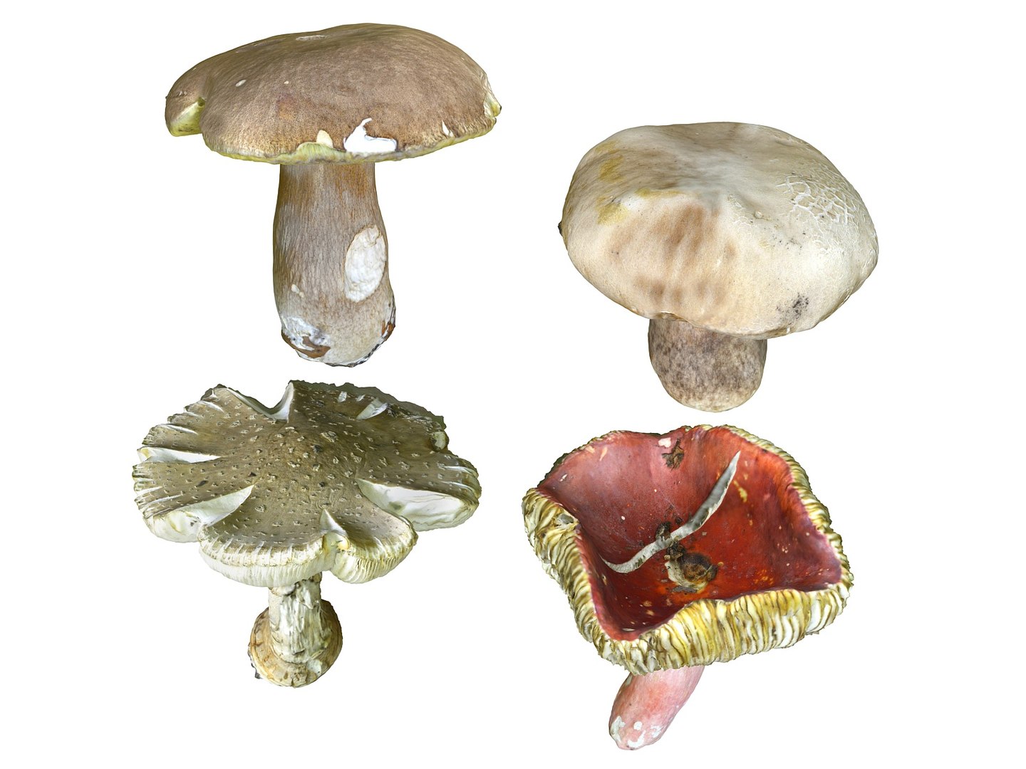 Magic emitting fungi 3D model - TurboSquid 1485281