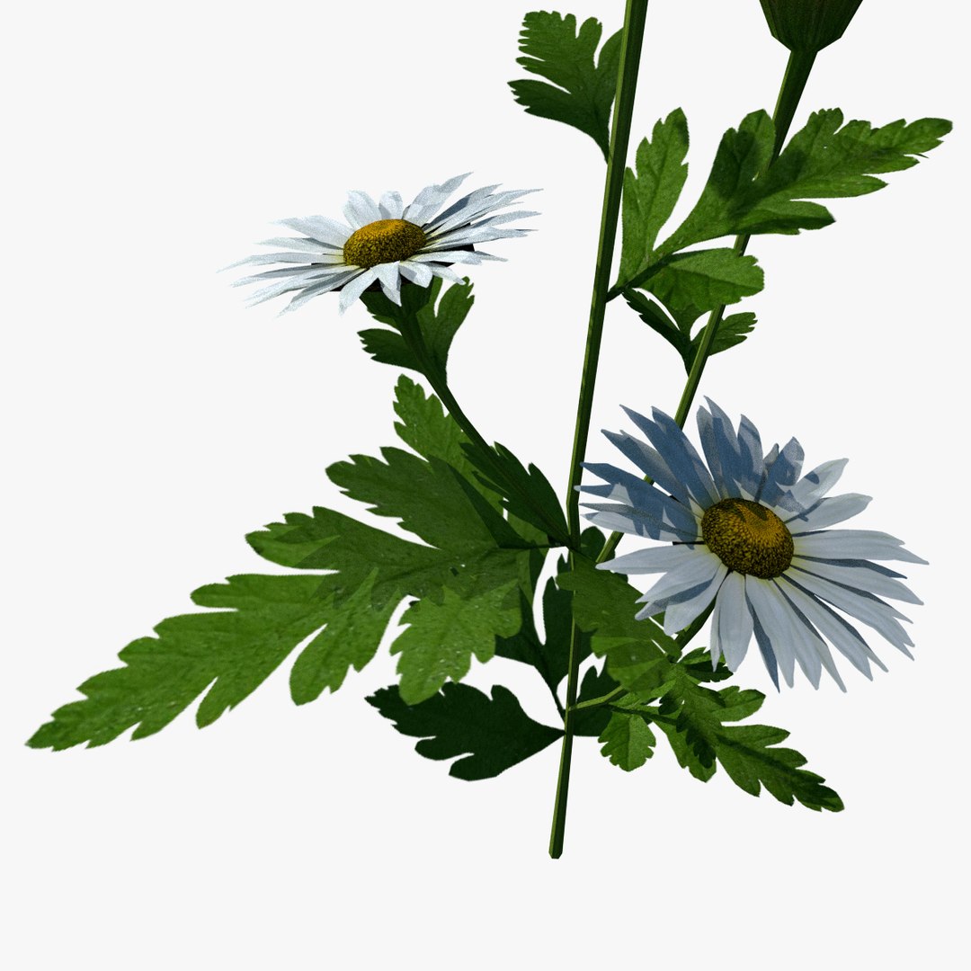 Chamomile Flower 3d Model