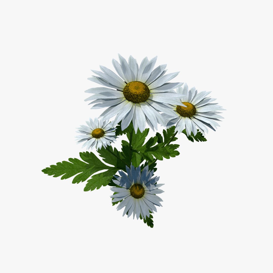Chamomile Flower 3d Model