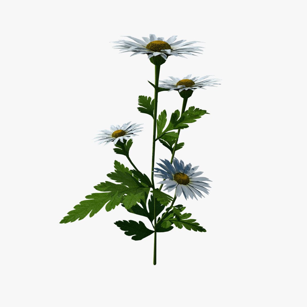 Chamomile Flower 3d Model