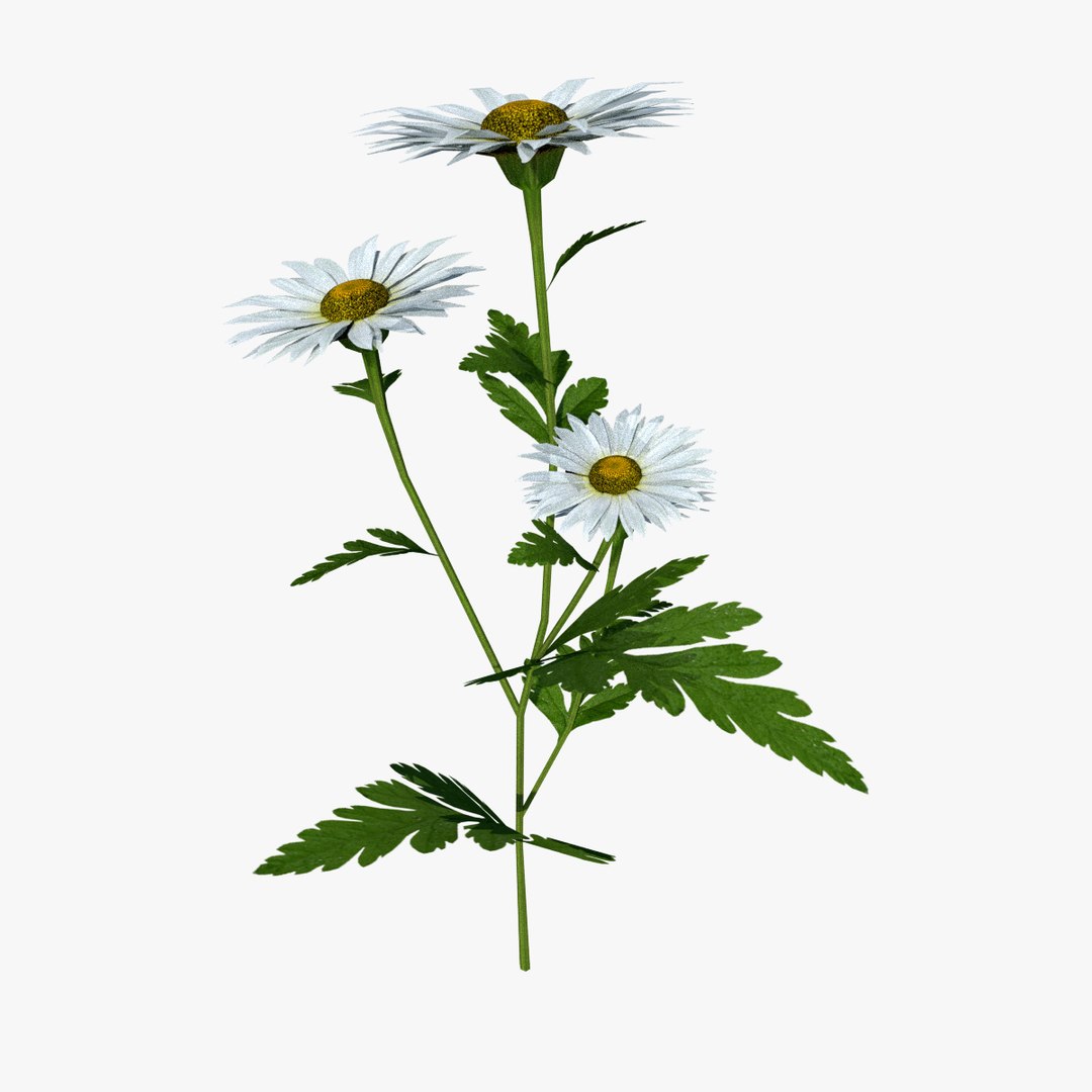 Chamomile Flower 3d Model