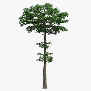 Alder Tree 3D Models for Download | TurboSquid