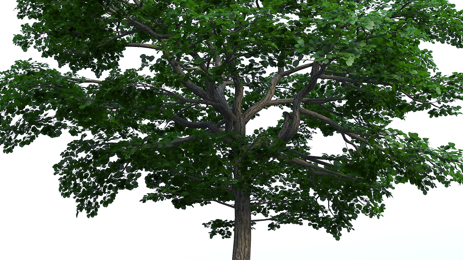 3D Alder Tree 02 Model - TurboSquid 1926161