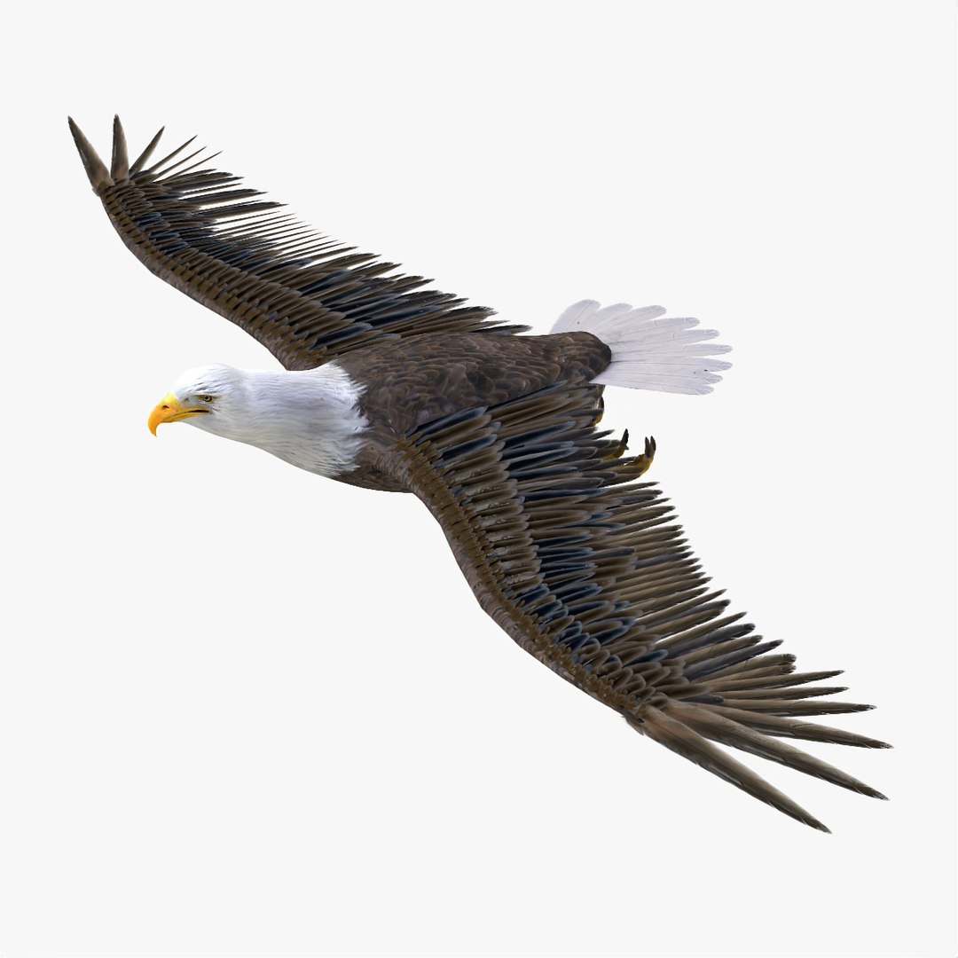 3D Bald Eagle - TurboSquid 1536349