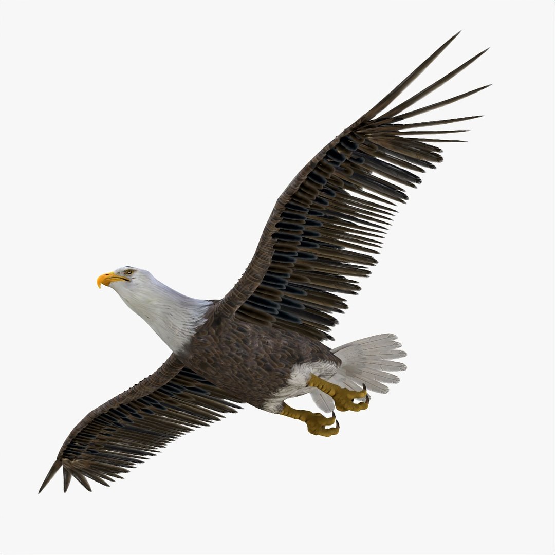 3D Bald Eagle - TurboSquid 1536349